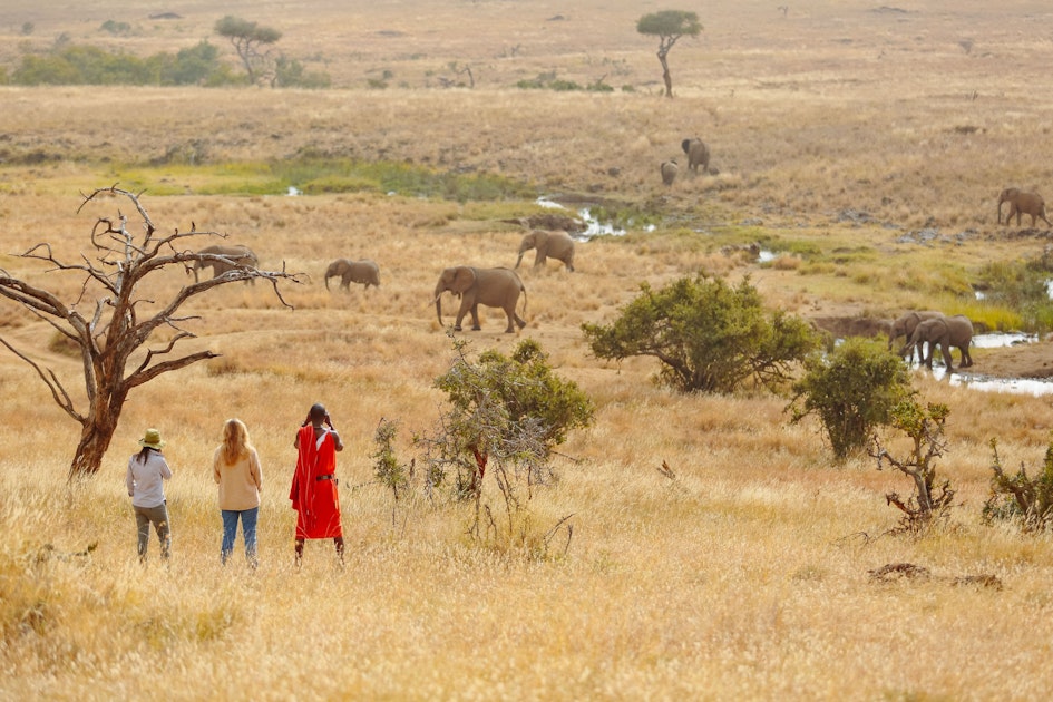 Spot wildlife on a Lewa Downs bush walk | Timbuktu Travel
