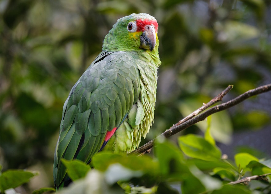 Head into a twitchers paradise in Turrialba | Timbuktu Travel
