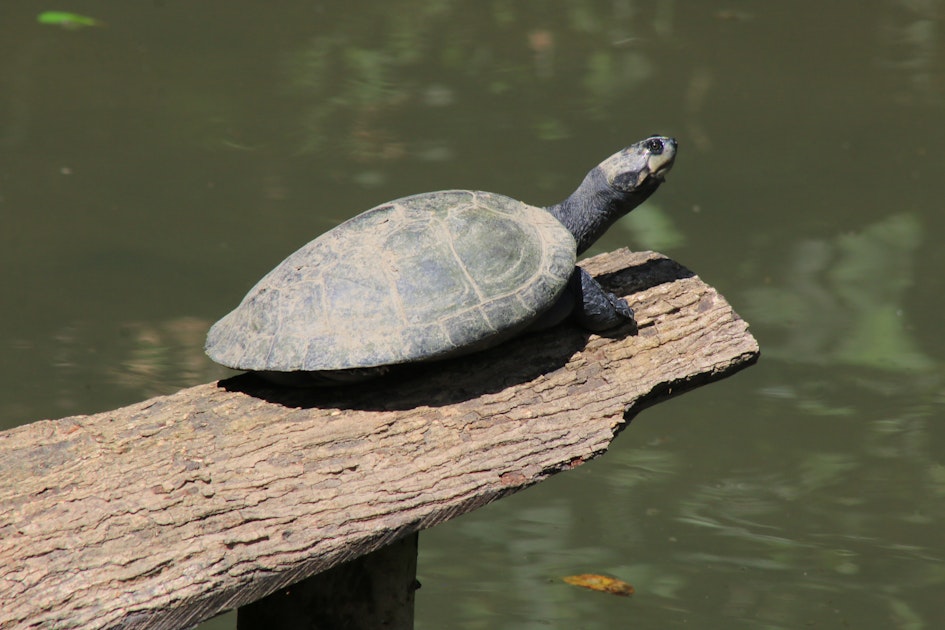 Learn about the charapa turtle breeding project | Timbuktu Travel