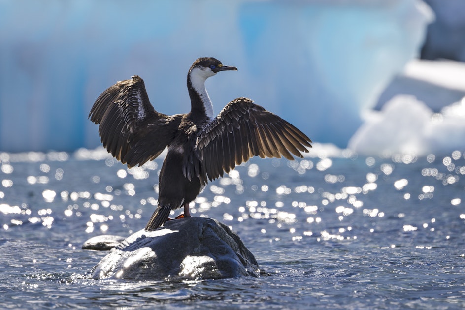 Spy sea birds from shore or by boat in Antarctica | Timbuktu Travel