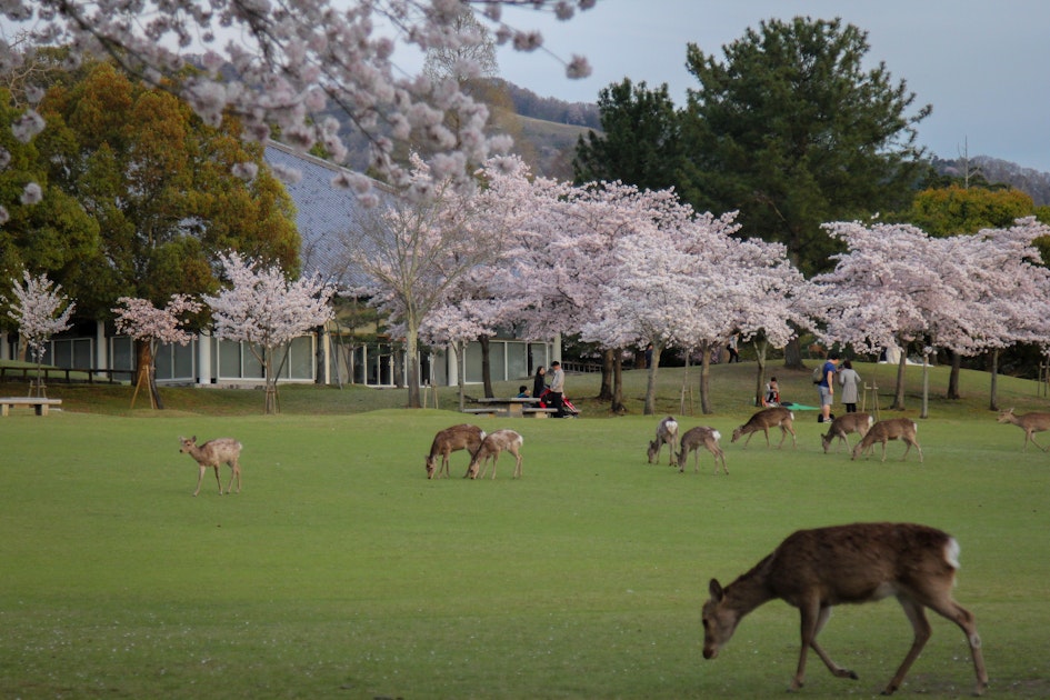 Take a wander through Nara Park in Kyoto | Timbuktu Travel