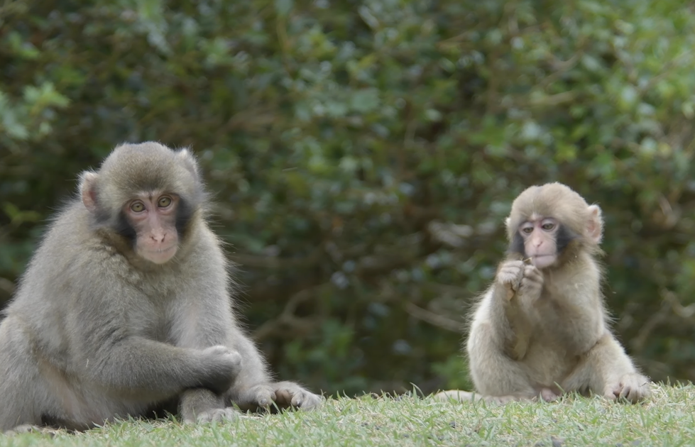 Meet monkeys at Arashiyama Monkey Park, Kyoto | Timbuktu Travel