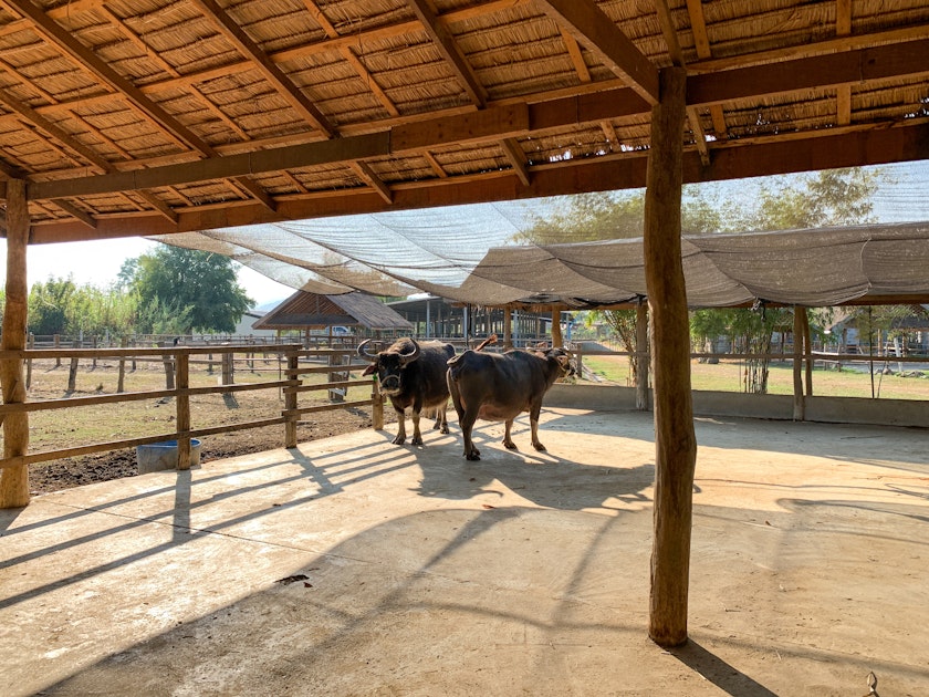 Meet the local buffalo at Laos Buffalo Dairy | Timbuktu Travel