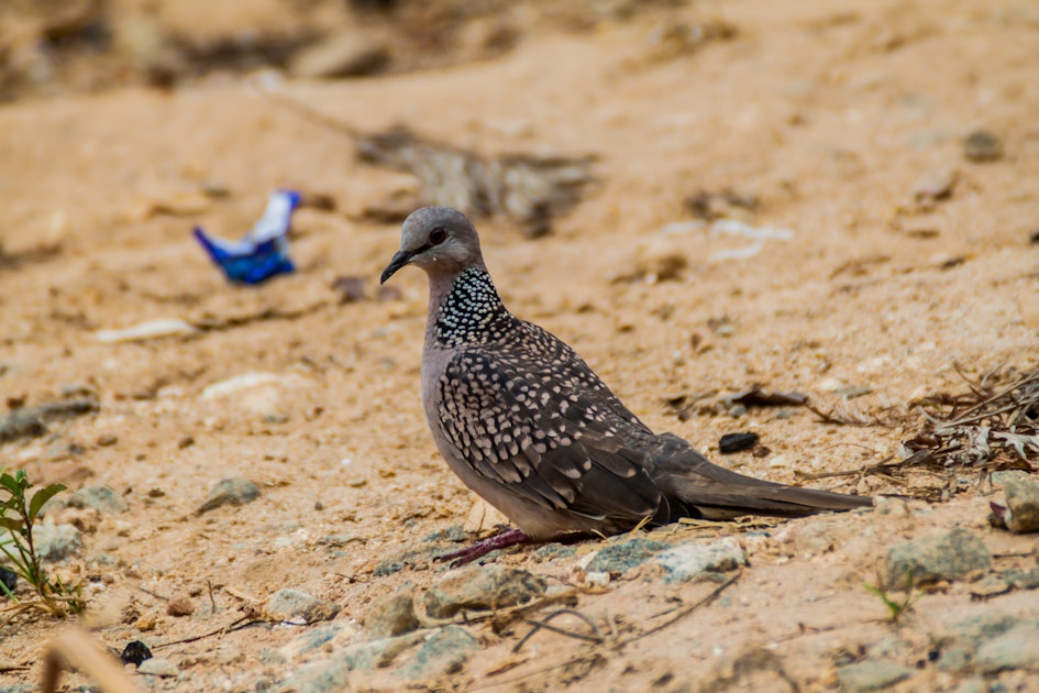 Visit Thangamale Bird Sanctuary | Timbuktu Travel