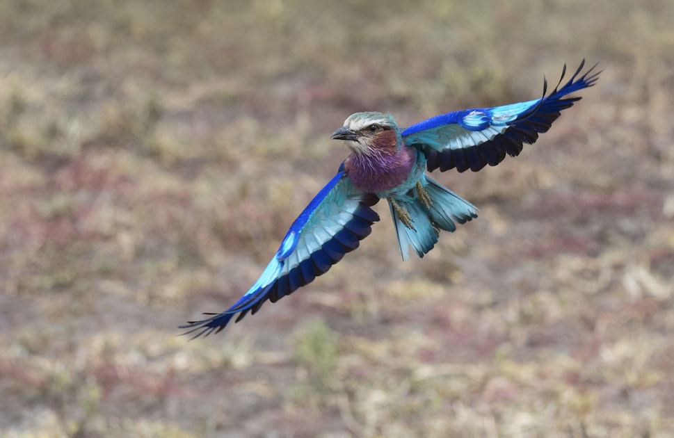 Spot the various bird species in Timbavati | Timbuktu Travel
