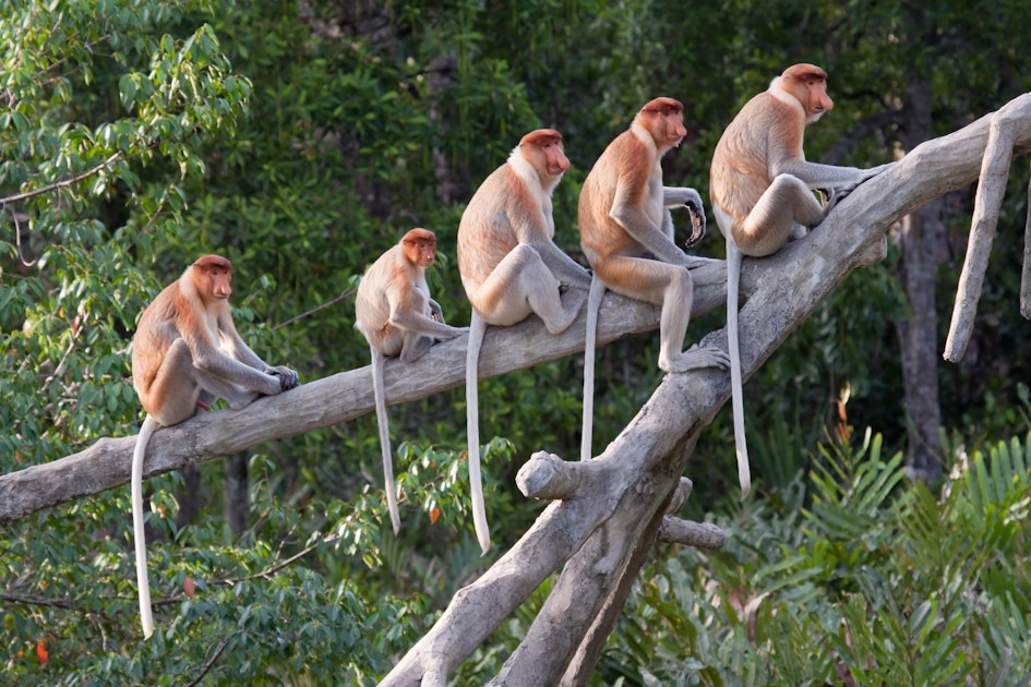 Learn about proboscis monkeys in Tanjung Puting | Timbuktu Travel