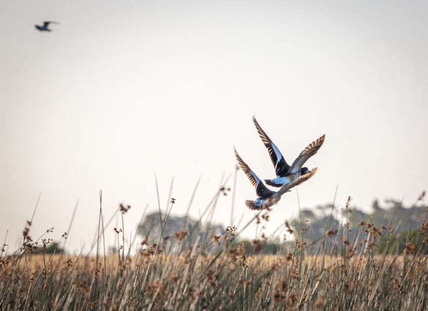Spot the birds in La Bandada with a guide | Timbuktu Travel