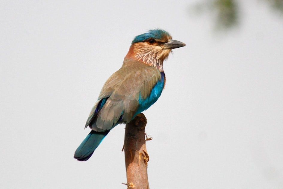 Learn the art of birdwatching in Rajasthan | Timbuktu Travel