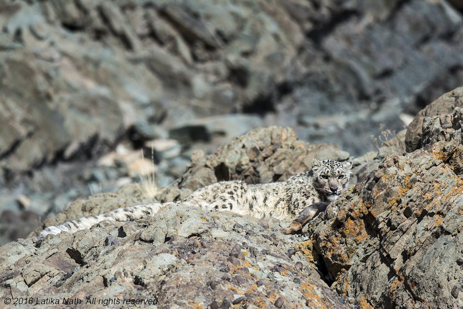The snow leopards of the Himalayas | Timbuktu Travel